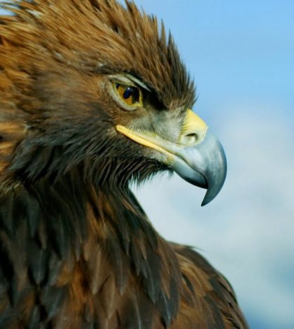 Destinos para Observar Aves de Rapiña: Majestuosas Aves en Acción ...